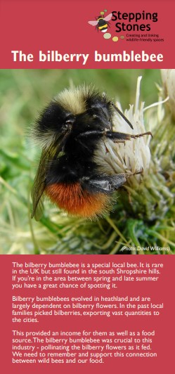 The Bilberry Bumblebee | Shropshire Community Wildlife Groups