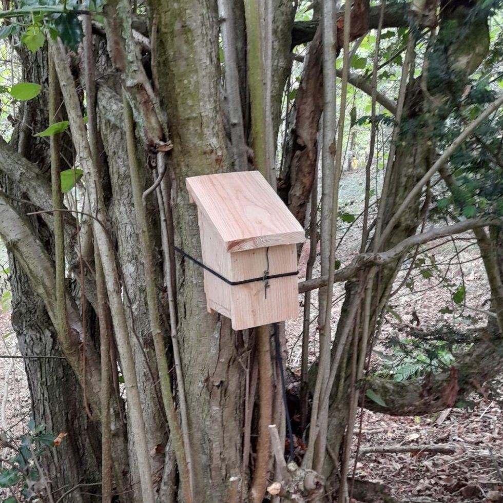 Dormice | Shropshire Community Wildlife Groups